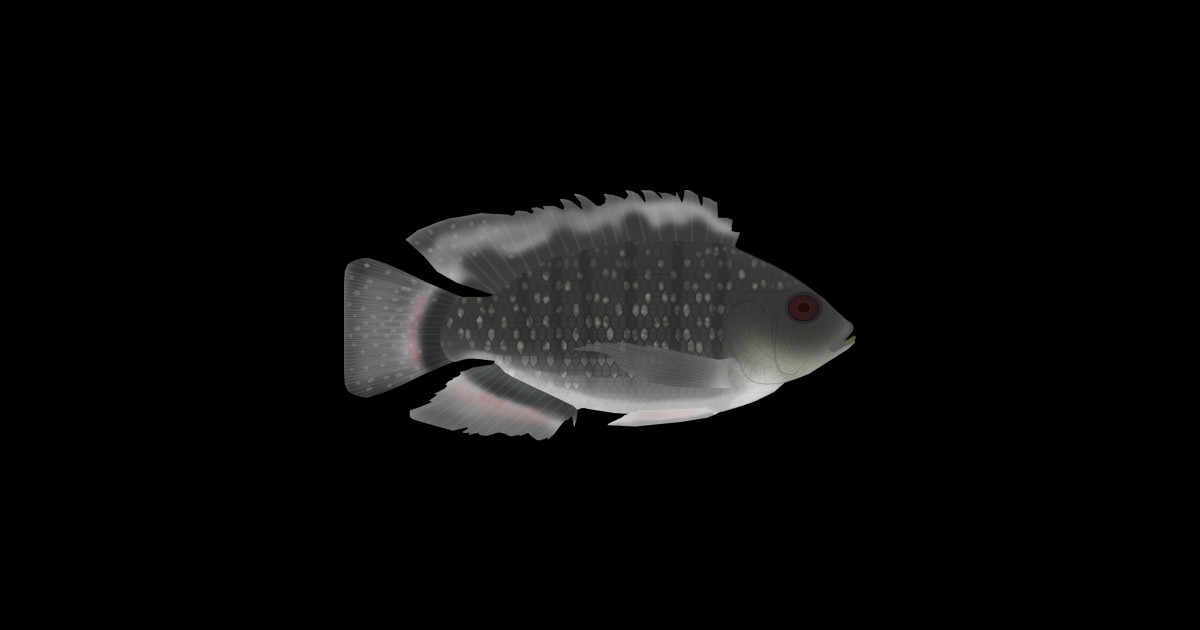 Blue Spotted Tilapia - Cichlid - Sticker | TeePublic