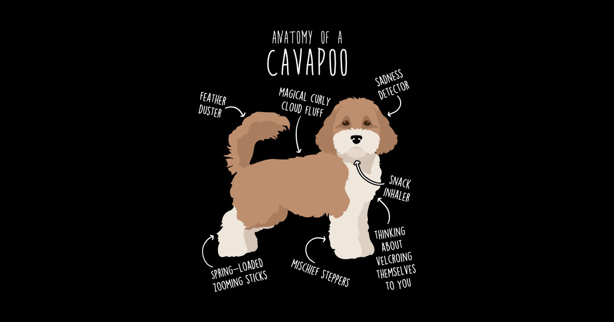 Parti Cavapoo Dog Anatomy - Cavapoo - Sticker | TeePublic