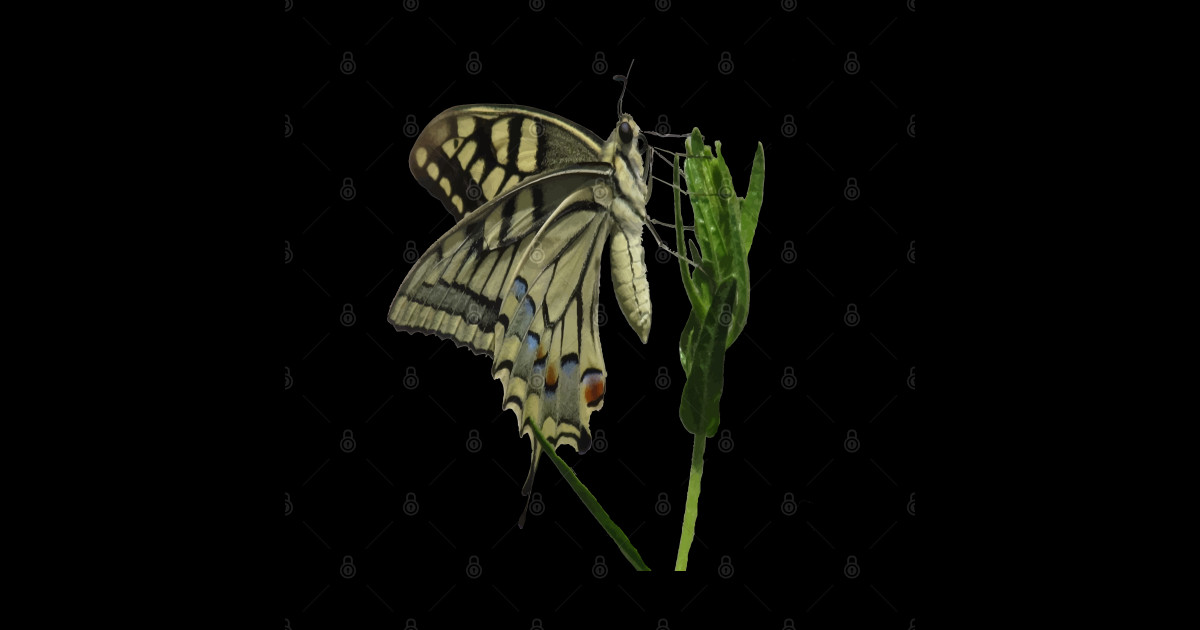 Scarce Swallowtail Butterfly Vector Art - Scarce Swallowtail - Posters ...