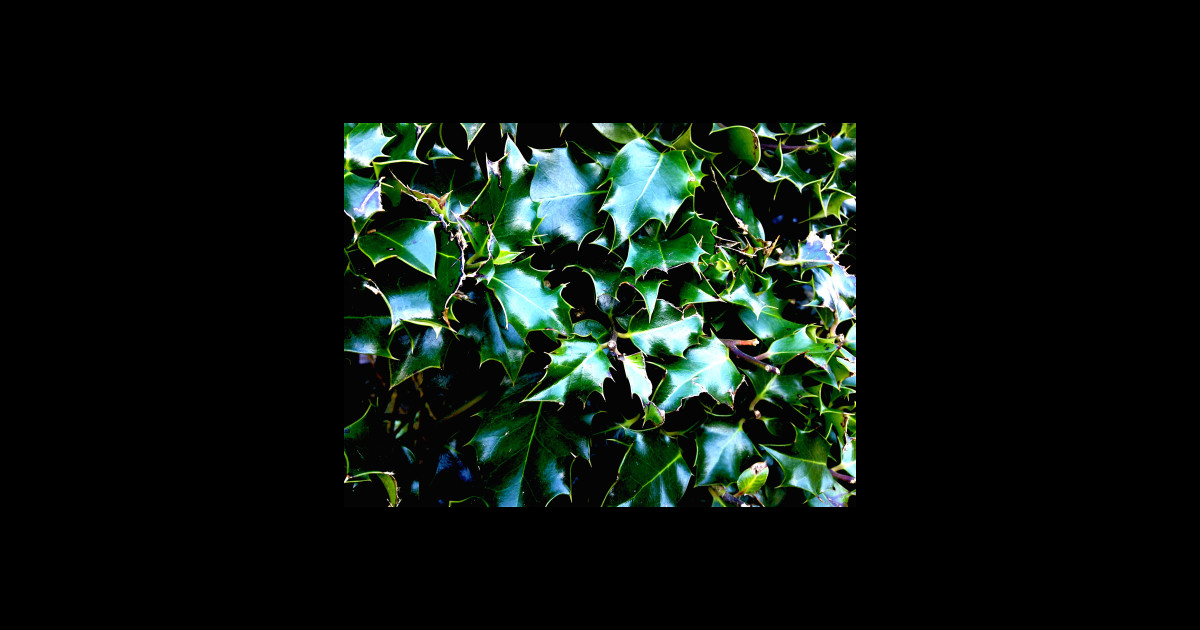 Holly - Holly - Sticker | TeePublic