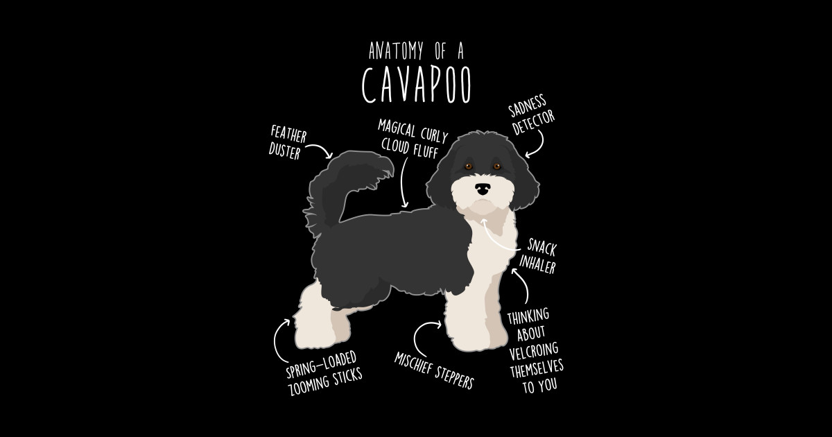 Parti Cavapoo Dog Anatomy - Cavapoo - Sticker | TeePublic