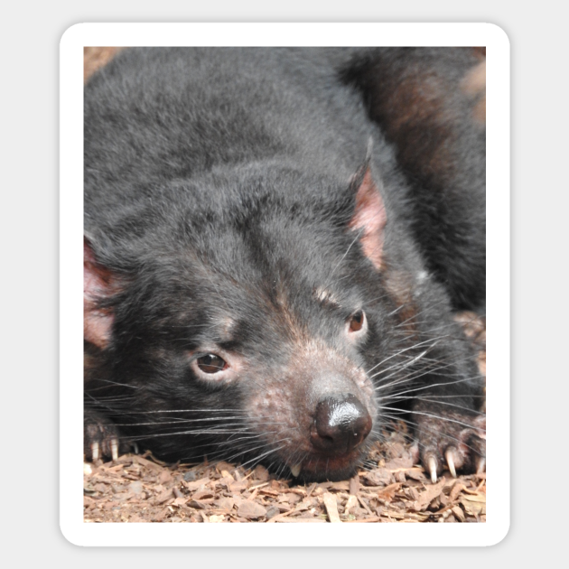 Tasmanian Devil - Tasmanian Devil - Sticker | TeePublic