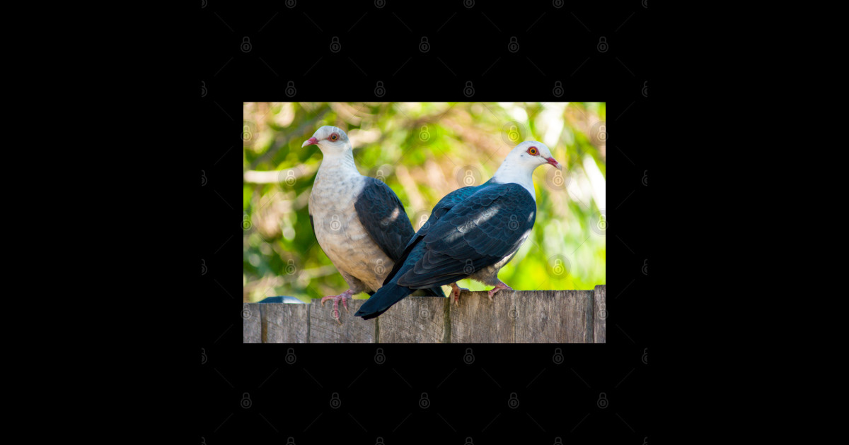 White-Headed Pigeons - Pigeon - Sticker | TeePublic