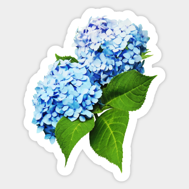 Hydrangeas - Blue Hydrangea Profile - Hydrangeas - Sticker | TeePublic