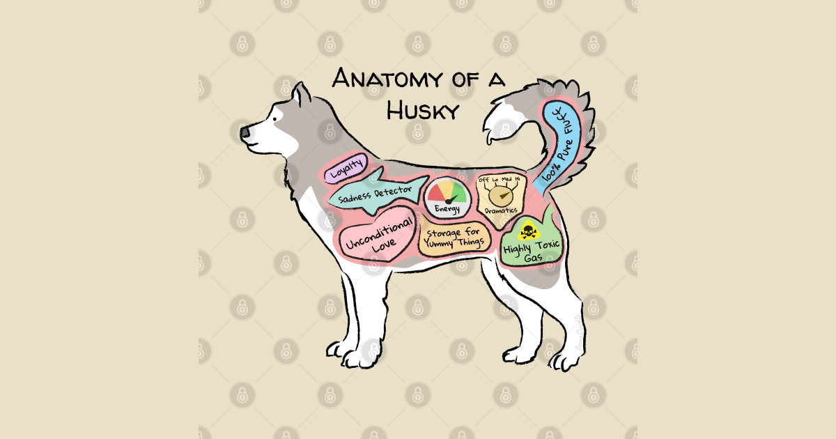 Anatomy of a Husky - Husky Dog - T-Shirt | TeePublic