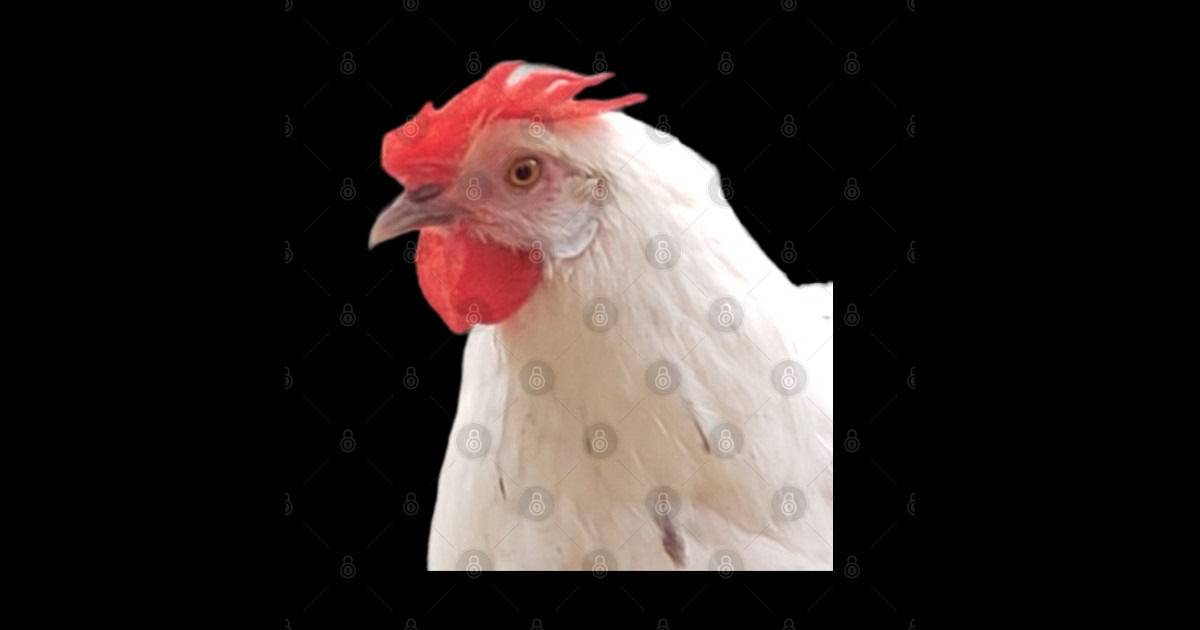 California Hen - Chicken Lover - Sticker | TeePublic
