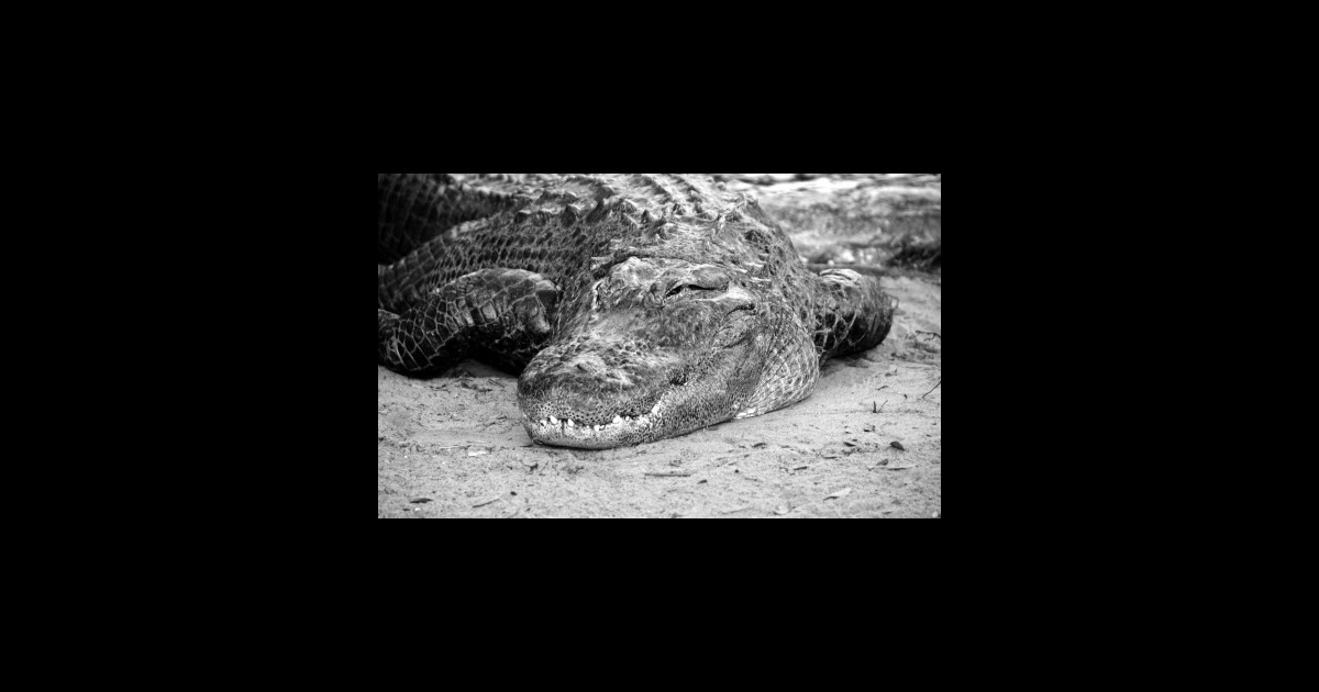 Big Boy - Alligator - Sticker | TeePublic