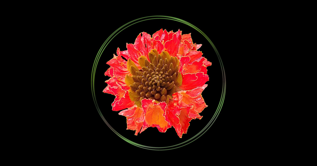Flower of an African Tulpiatree in Kenya / Afrika - Flower Of An ...