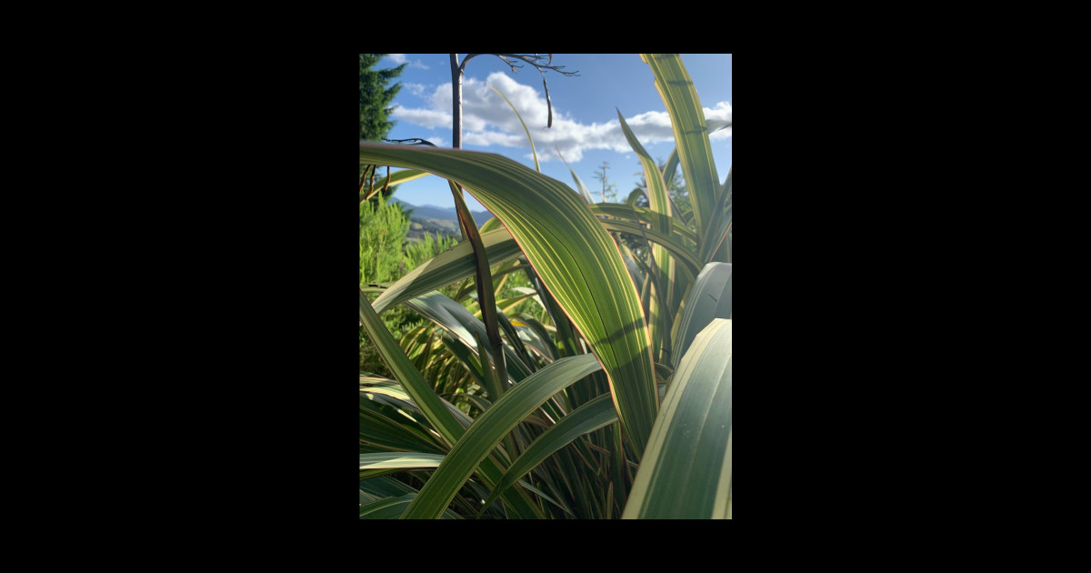 Harakeke in the sun - Flax - Posters and Art Prints | TeePublic