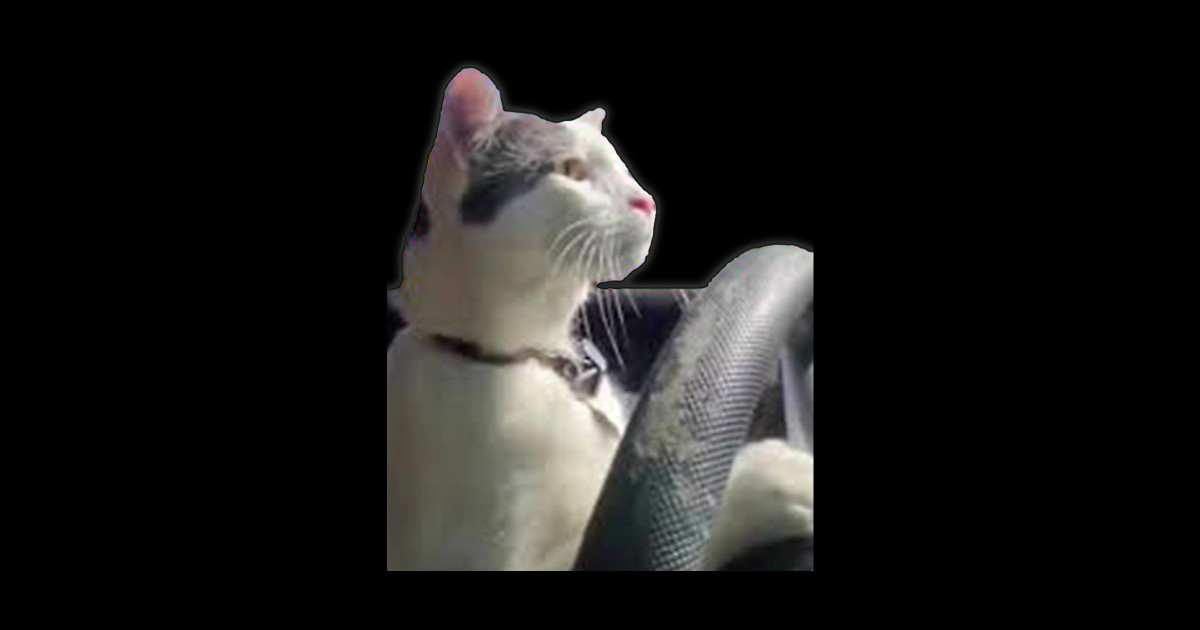 Cat Drives Car & Cute Meme - Cat Drives Car - Sticker | TeePublic