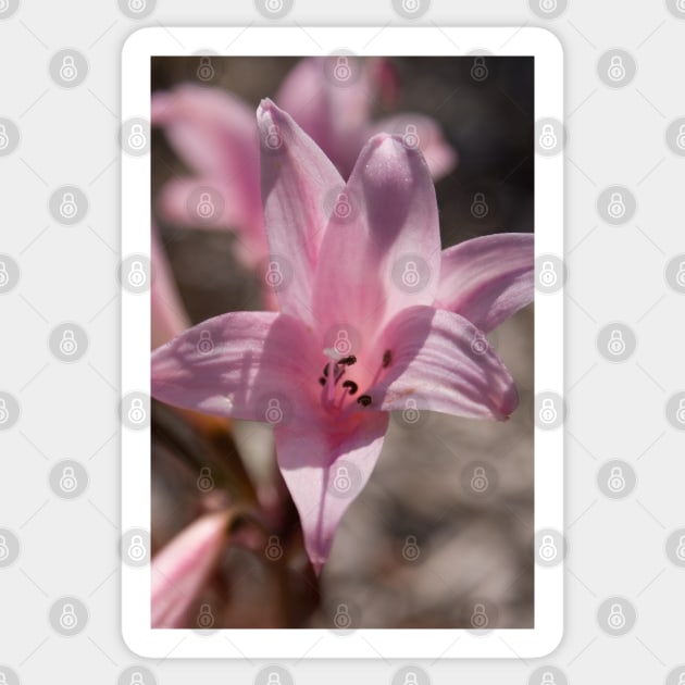 Pink lily - Lilly - Sticker | TeePublic
