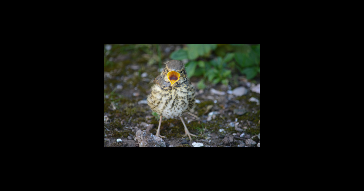 Little Mistle Thrush - Bird - Sticker | TeePublic