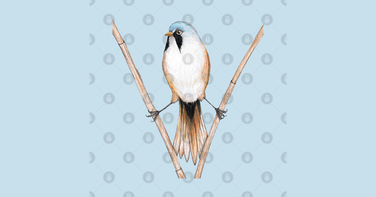 Bearded reedling pencil drawing - Bearded Reedling Pencil Drawing - T ...