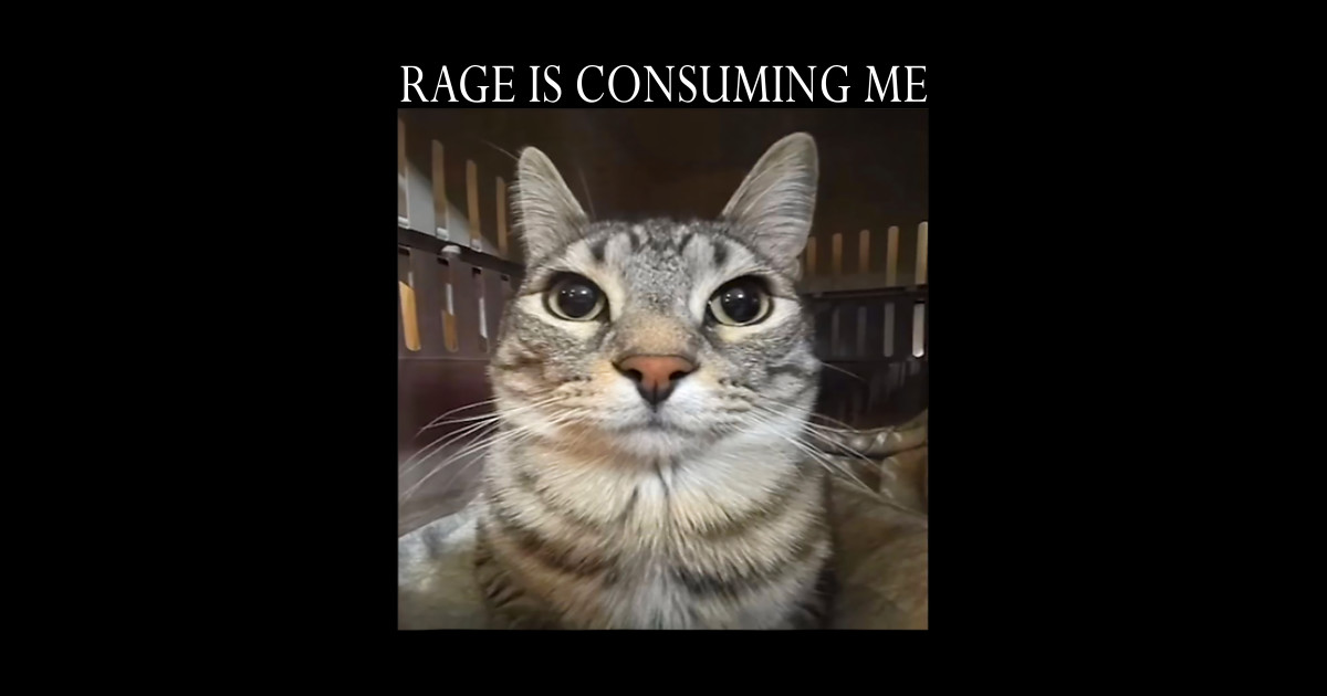 Rage Is Consuming Me Silly Staring Cat Meme T Shirt - Rage Is Consuming ...