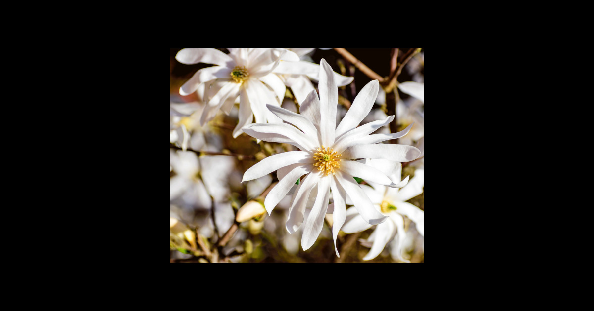 Tender spring magnolia flower - the magic of flowers - Magnolia ...