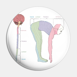 Anatomy Of The Spine Pins and Buttons for Sale | TeePublic