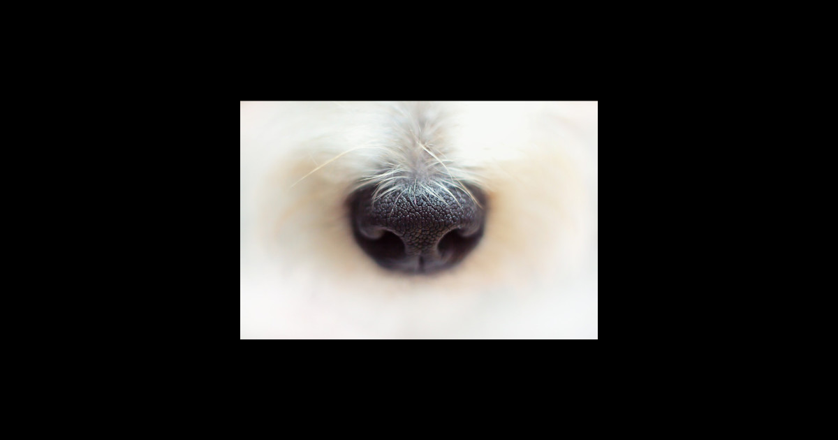 doggo nose mask and more! - Mask Design - Posters and Art Prints ...