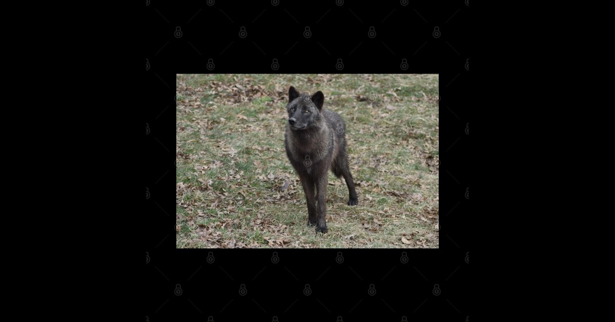 Black Wolf - Wolf - Sticker | TeePublic