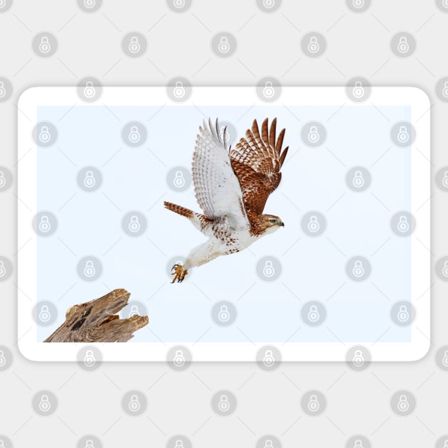 Red-tailed Hawk - Red Tailed Hawk - Sticker | TeePublic