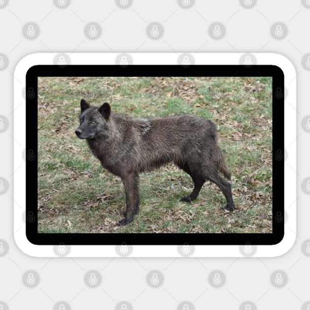 Black Wolf - Wolf - Sticker | TeePublic