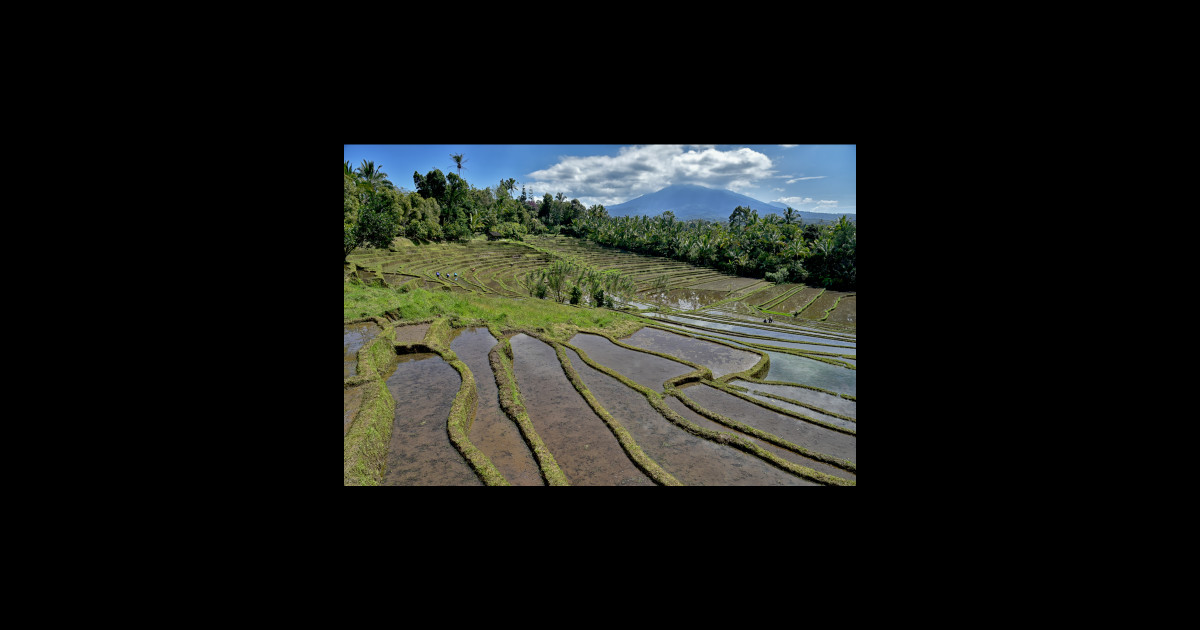 Rice Terraces - Rice Terraces - Sticker | TeePublic