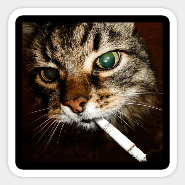 cigarette cats