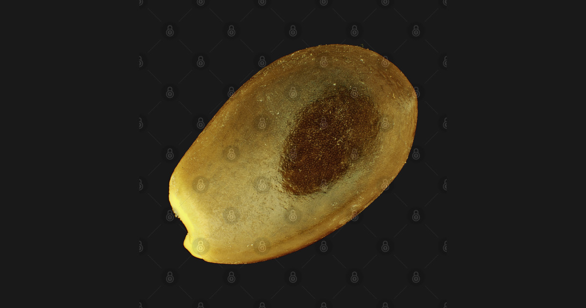 Star anise (Illicium verum) seed under the microscope - Micro - T-Shirt ...