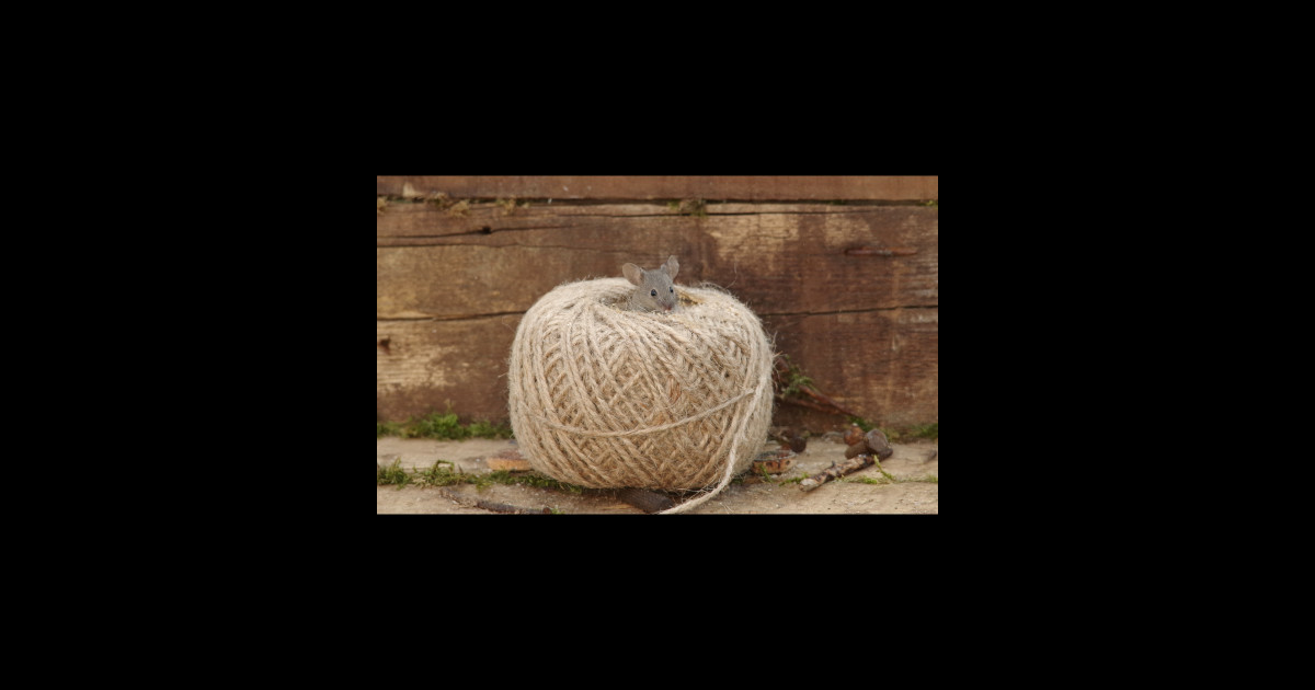 mouse in a ball of string - Mouse - Sticker | TeePublic