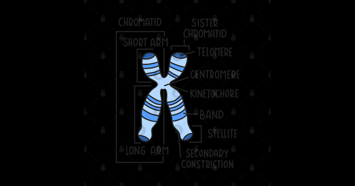 Hand Drawn Chromosome Labeled - Chromosome - Sticker | TeePublic