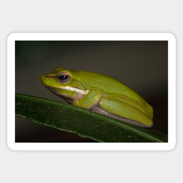 Tree Frog - Green - Sticker | TeePublic