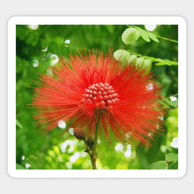 Red Puffy Firework Flower - Nature - Sticker | TeePublic