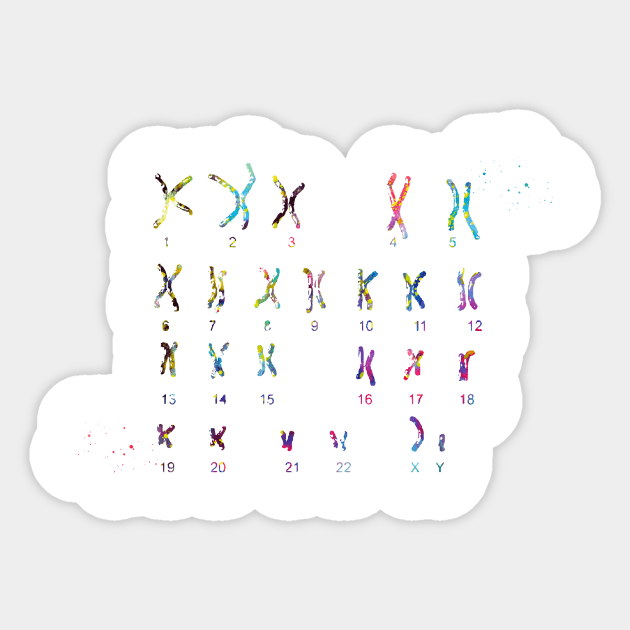 Male Chromosome idiogram - Chromosome - Sticker | TeePublic