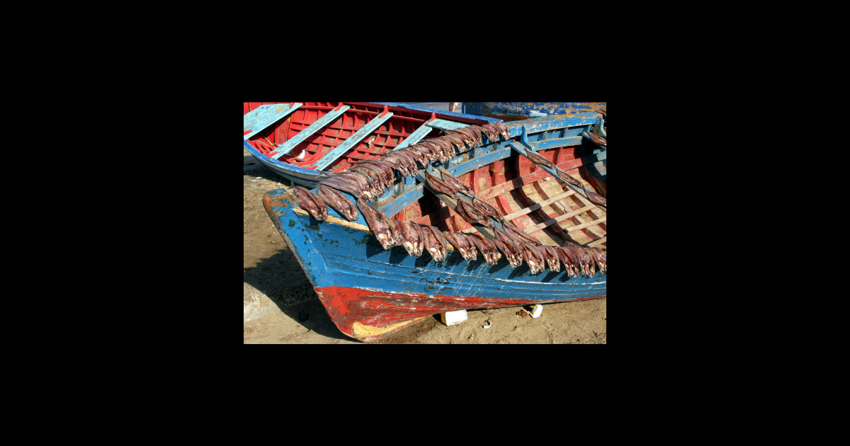 Fish Fry - Cape Verde - Sticker | TeePublic