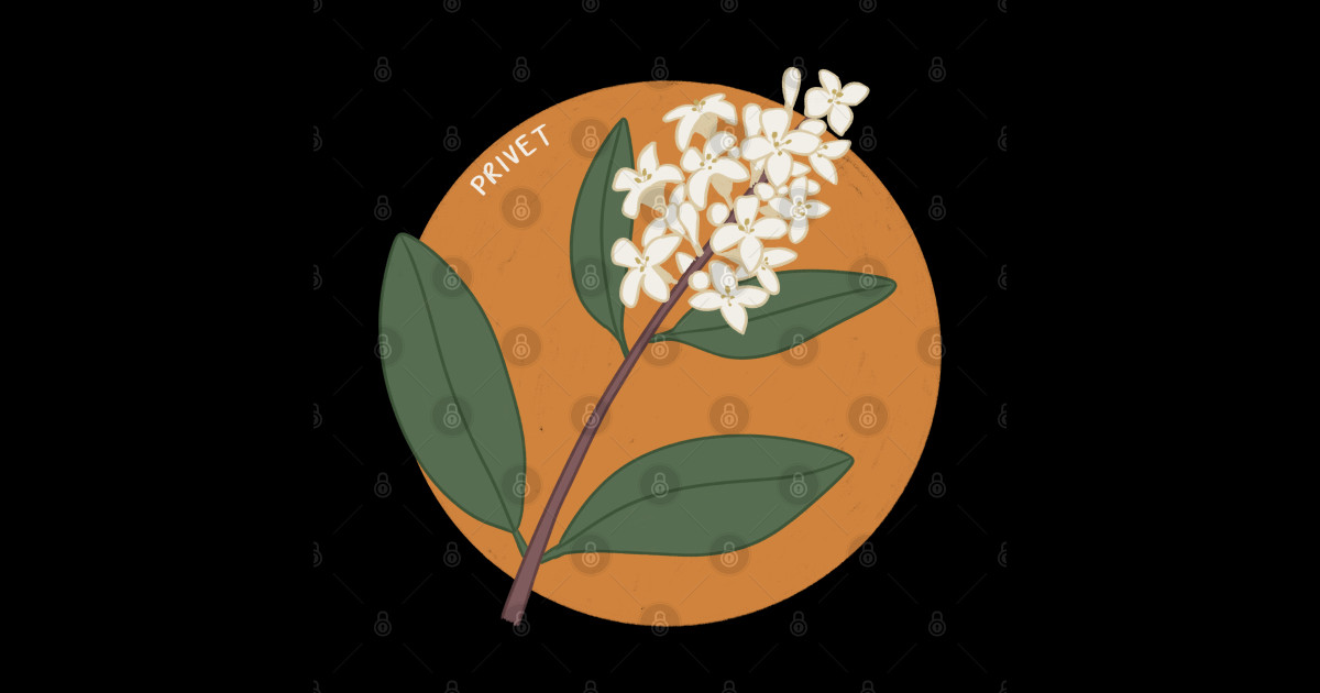 Privet Plant - Privet Plant - Sticker | TeePublic