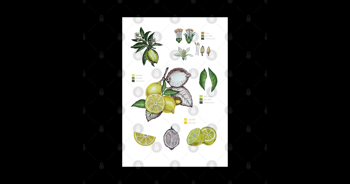 Lemon Anatomy - Botanical Lemon - Posters and Art Prints | TeePublic