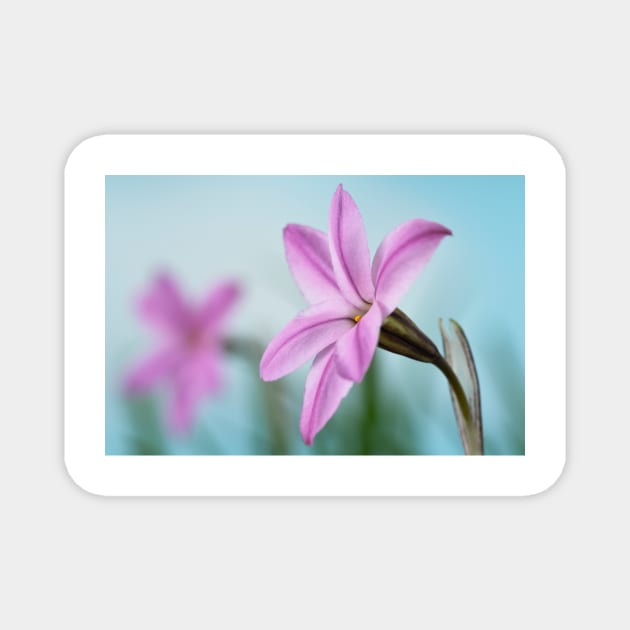Ipheion Tessa Spring starflower - Ipheion - Magnet | TeePublic