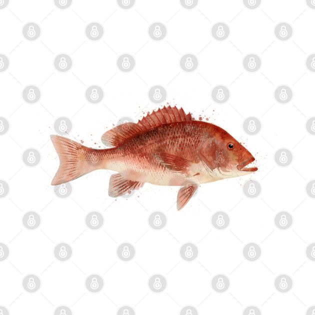 Red Snapper Watercolor Art for the Fishing Lovers and Anglers / Gifts ...