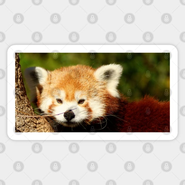 Red Panda fox - Red Fox - Sticker | TeePublic