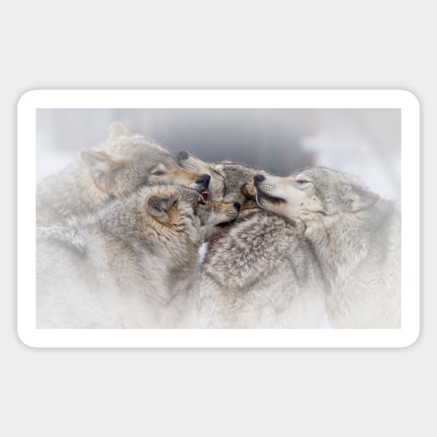 Timber Wolves - Timber Wolf - Sticker | TeePublic