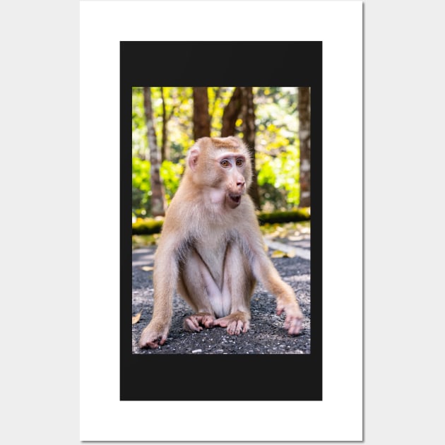 Monkey squating at Kao Yai national park - Monkey - Posters and Art ...