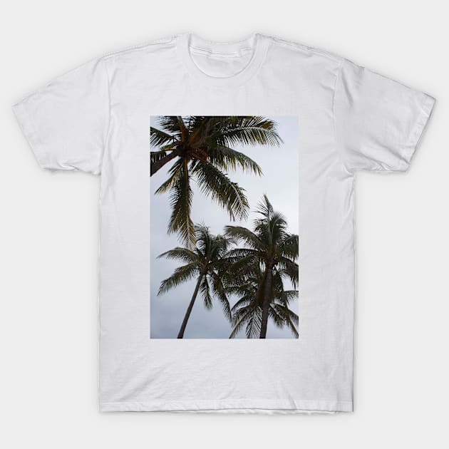 Where Palm Trees Grow - Palm Trees - T-Shirt | TeePublic