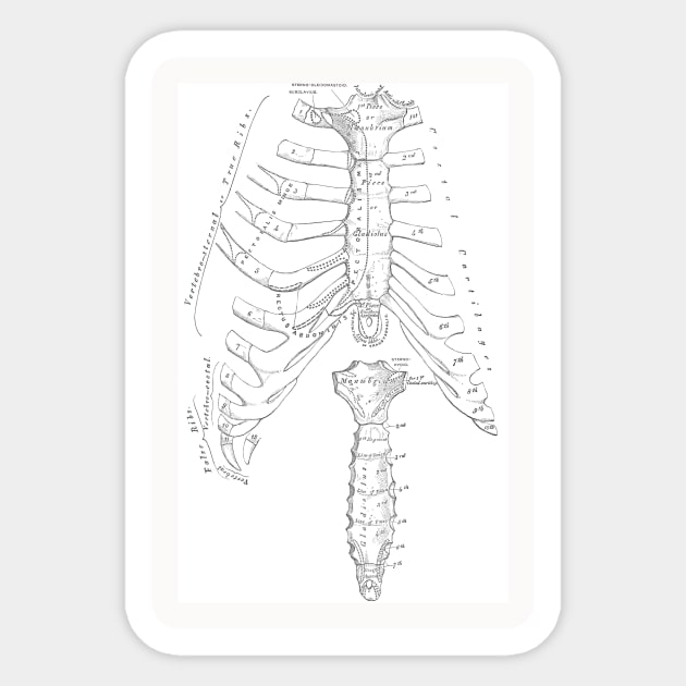 Antique Anatomy Papers Neck Gator Rib Cage Anatomy - Nurse - Sticker ...