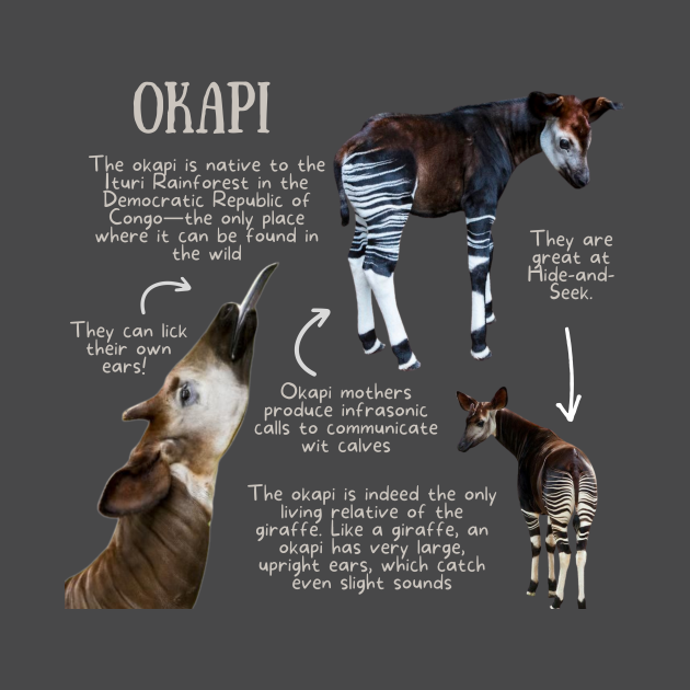 Animal Facts - Okapi - Okapi - T-Shirt sold by MichaeChandiramani | SKU ...