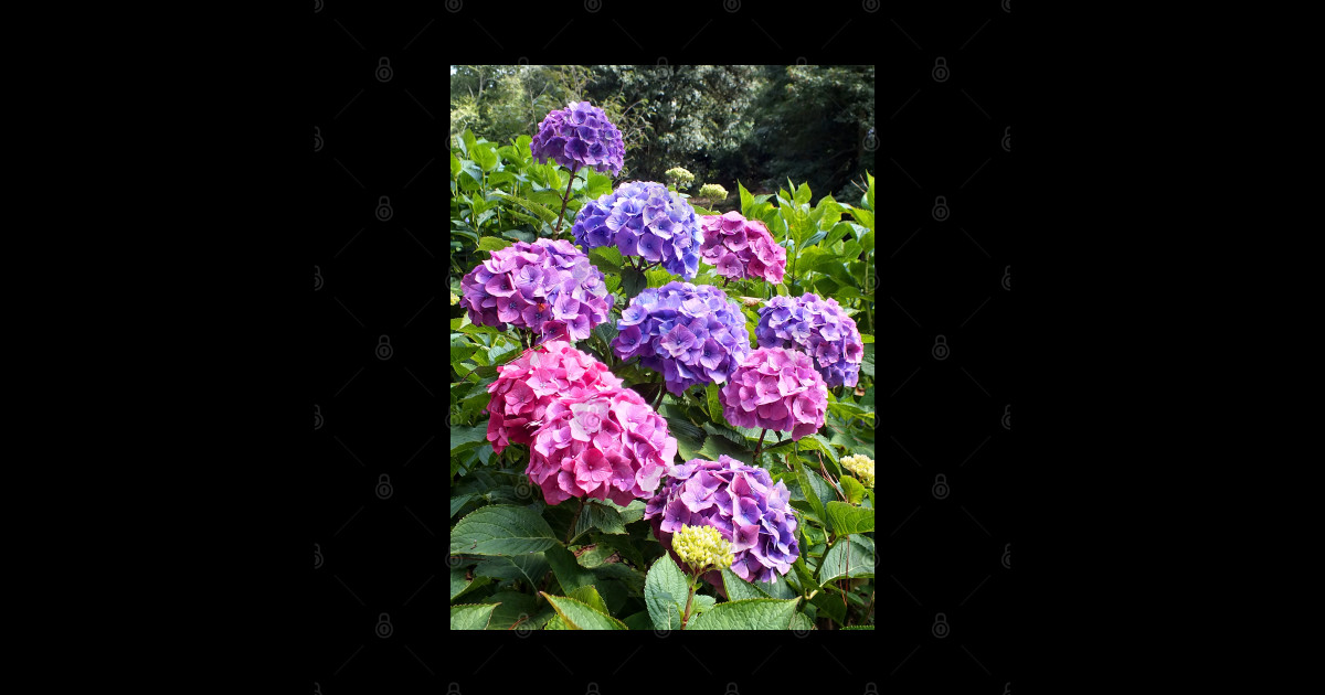 Hydrangeas at Trebah Gardens - Hydrangea Flowers - Posters and Art ...