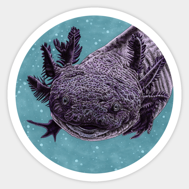 Purple axolotl - Axolotl - Sticker | TeePublic