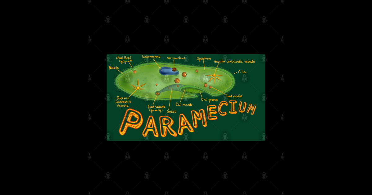 Paramecium-with structures labeled - Paramecium - Sticker | TeePublic