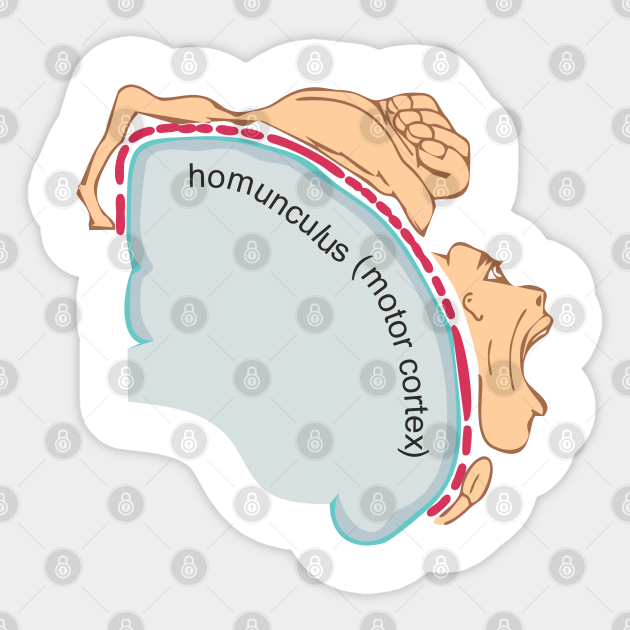 Homunculus (motor cortex) - Homunculus - Sticker | TeePublic
