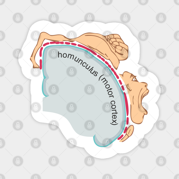 Homunculus (motor cortex) - Homunculus - Magnet | TeePublic