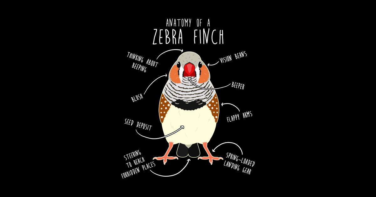 Zebra Finch Anatomy - Zebra Finch - Sticker | TeePublic