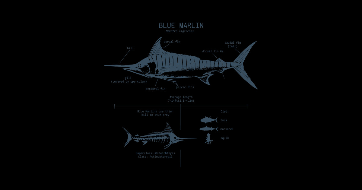Blue Marlin Ocean Life Art Graphic Aquatic Design - Blue Marlin Art ...